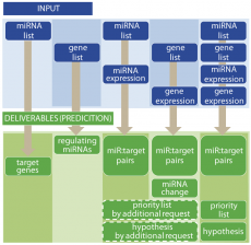 Services – miRcore